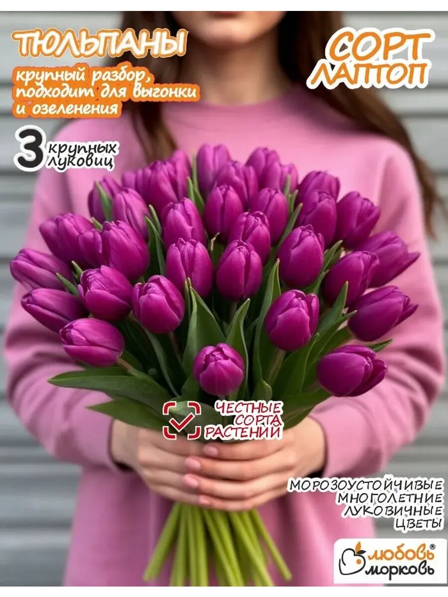 Тюльпан Луковица, Лаптоп, 3 шт крупные