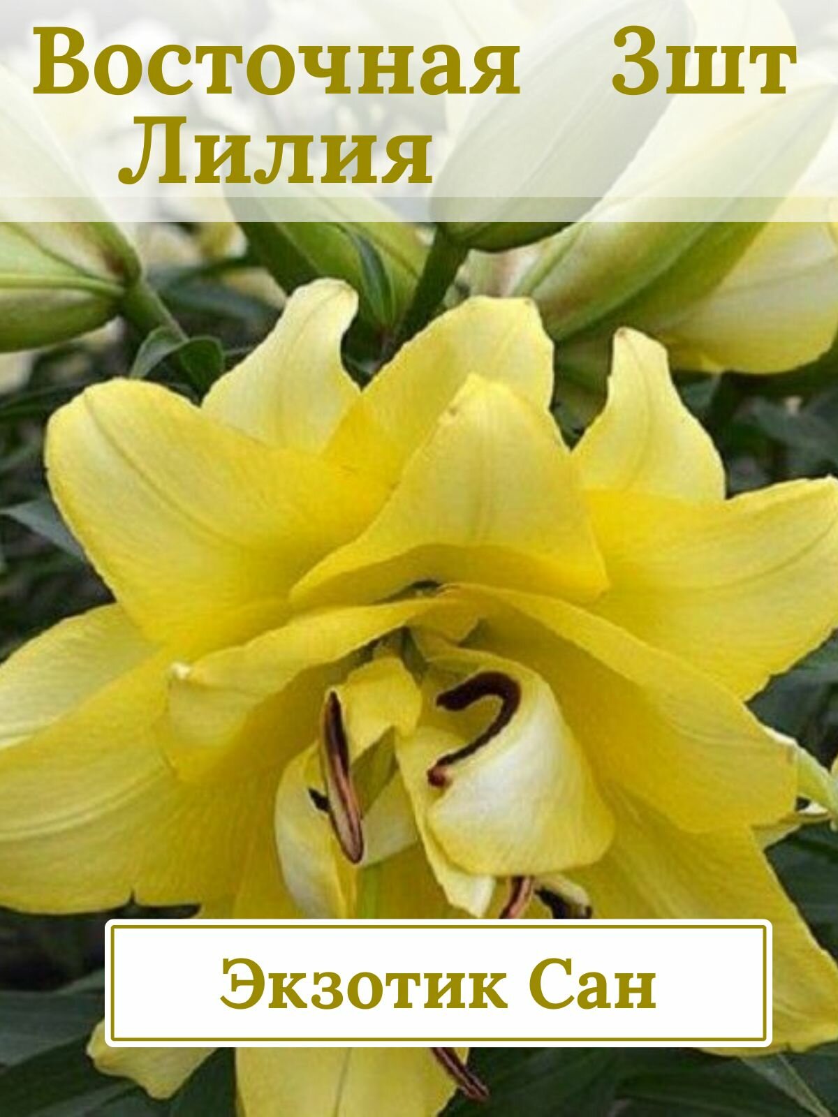 Лилия Восточная махровая, многолетние цветы, луковицы 3 шт