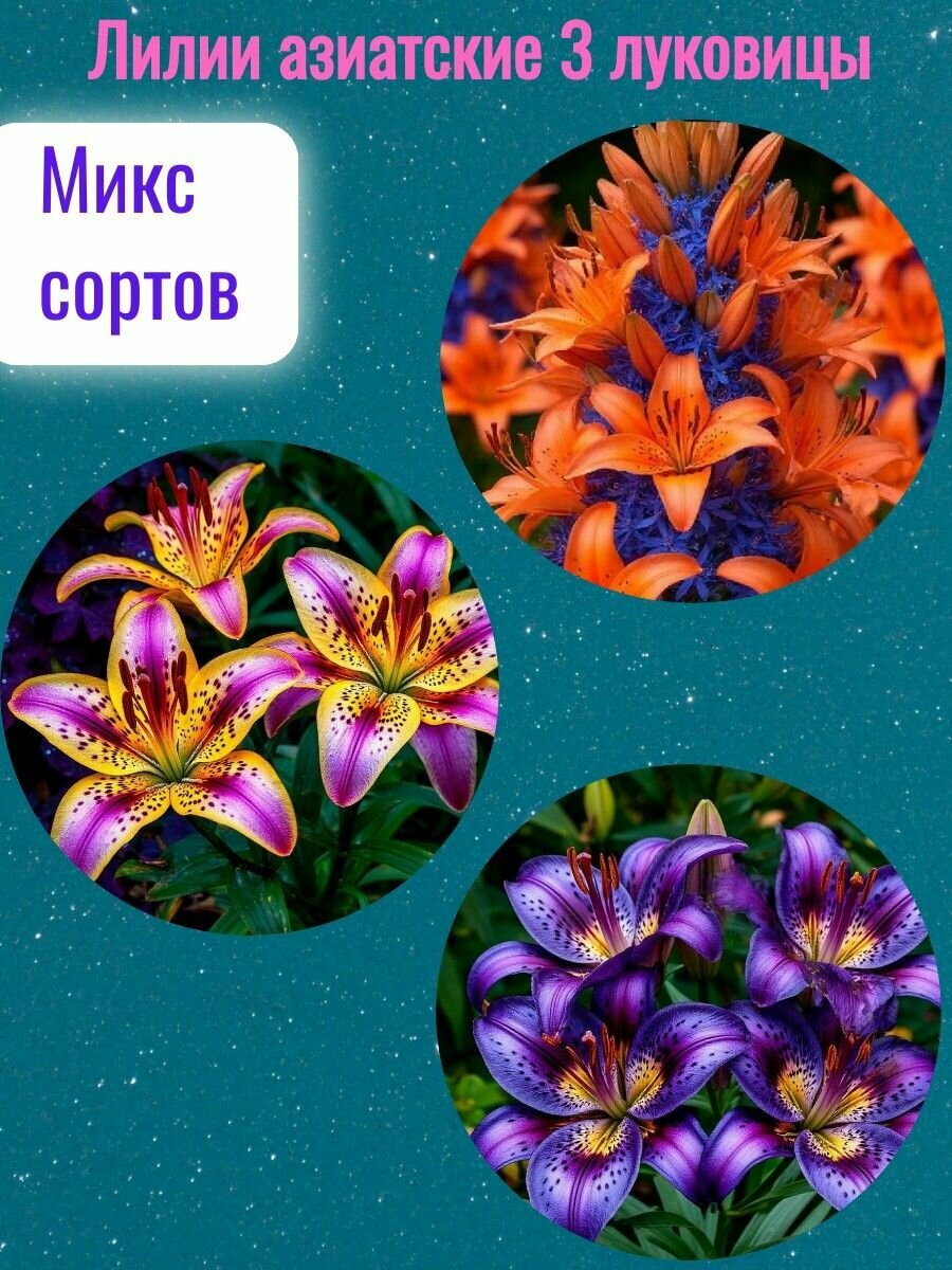 Лилия луковицы, многолетние цветы для посадки, микс 3 штуки