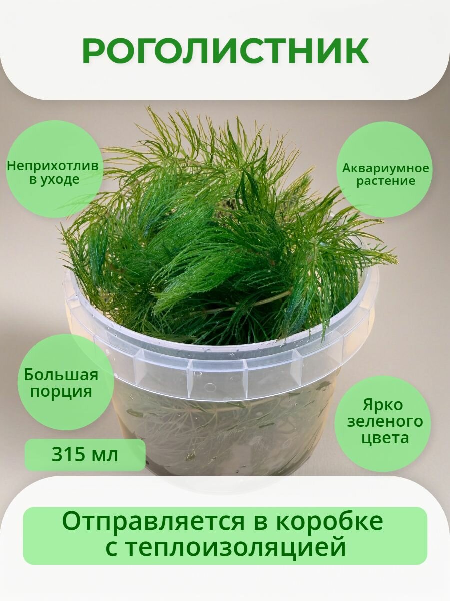Роголистник (Ceratophyllum) - живое аквариумное растение. Для очистки воды воды, нереста, мальков и корма гидробионтов