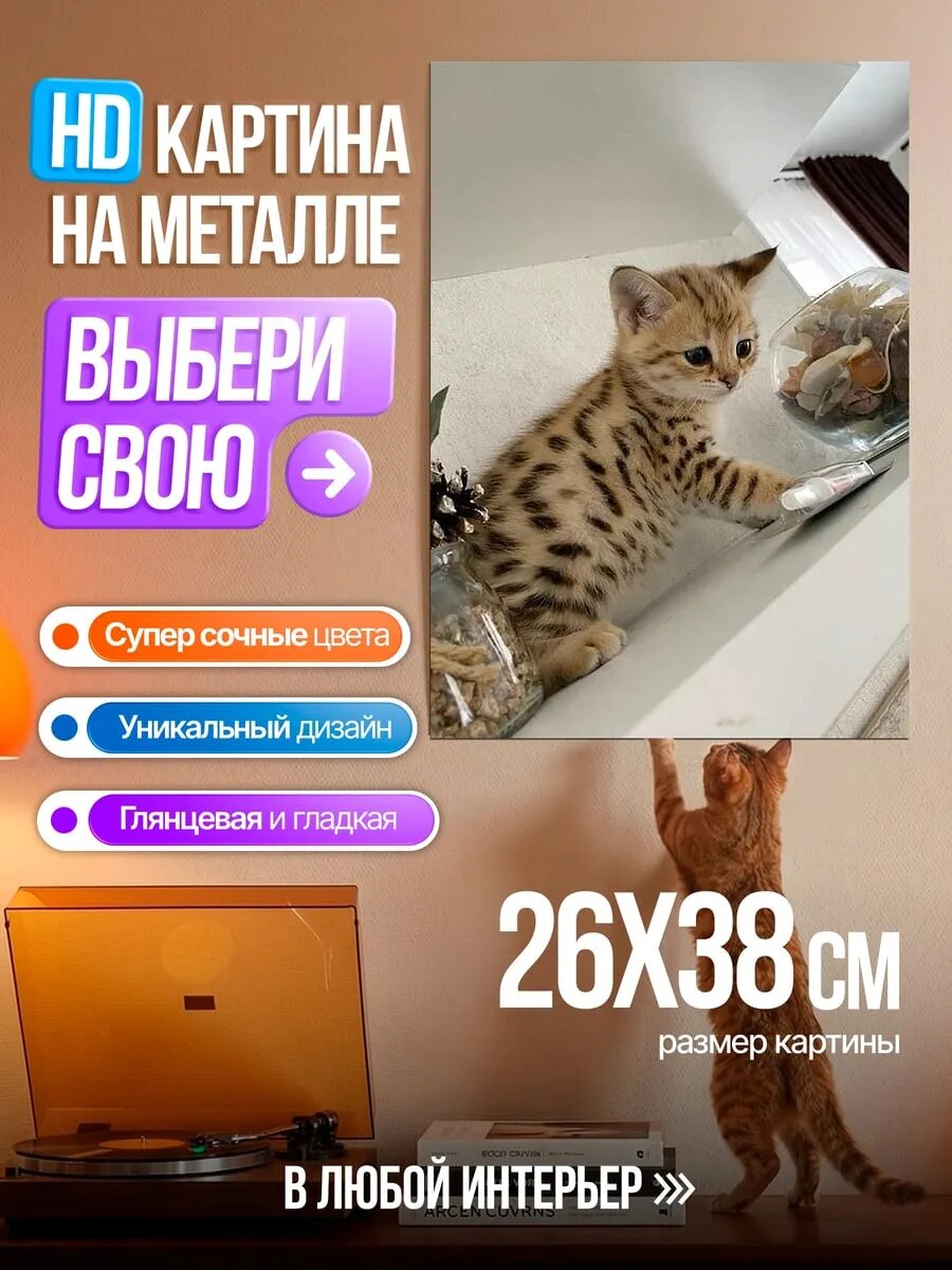 Картина на HD металле Котёнок с пятнами