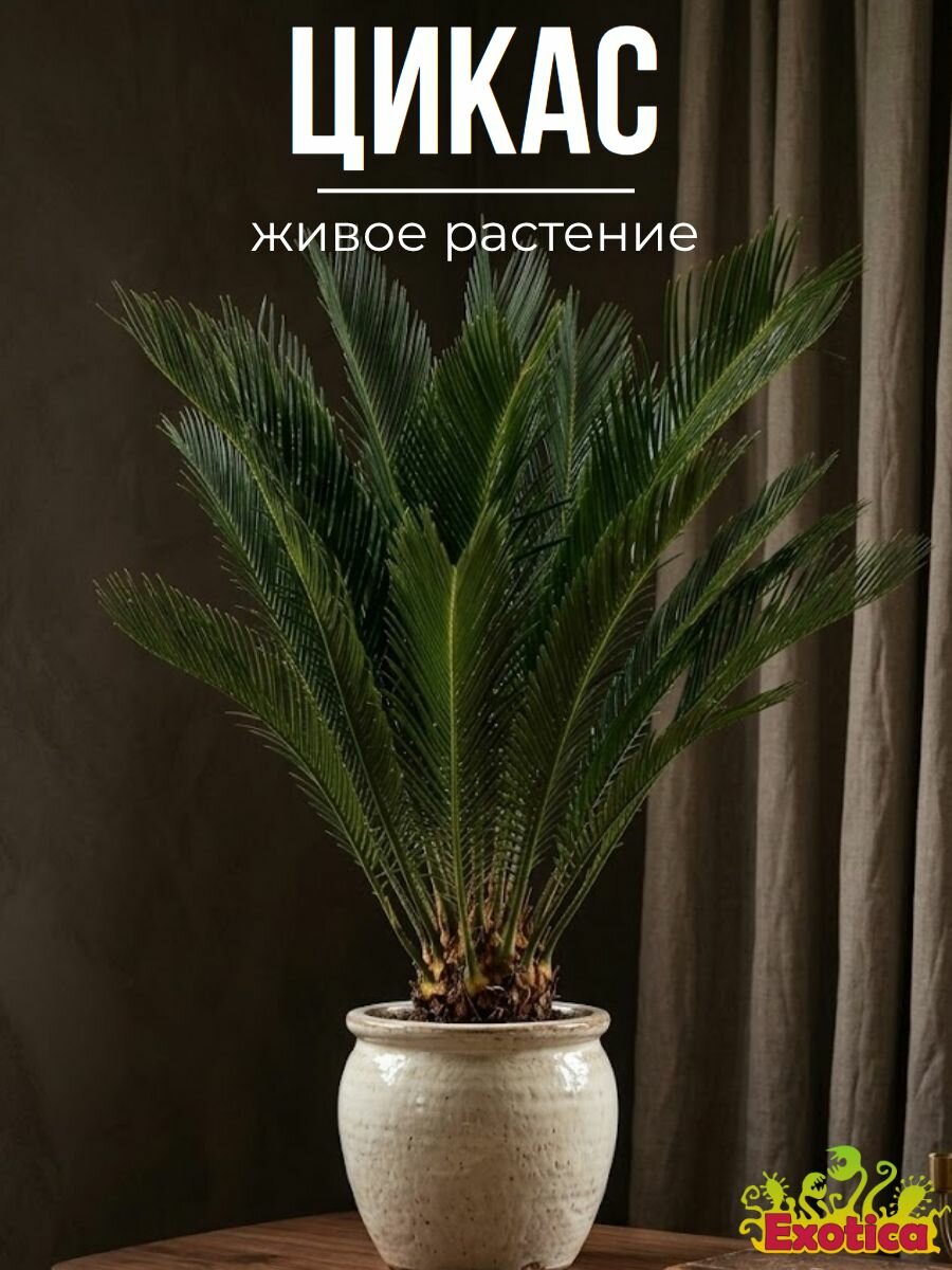 Цикас Революта (Cycas Revoluta) D14см, живое растение