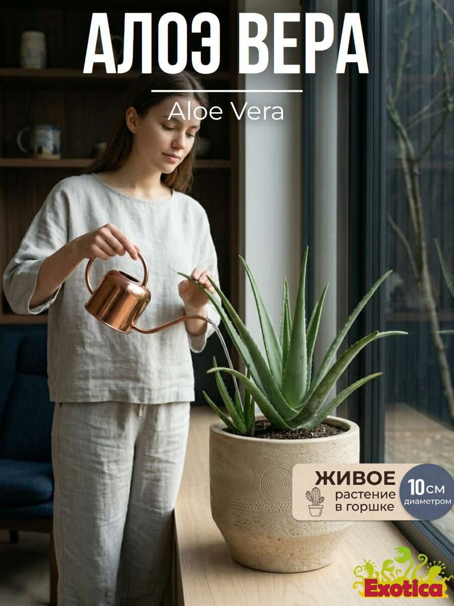 Алоэ Вера (Aloe vera) D8см, растение в горшке