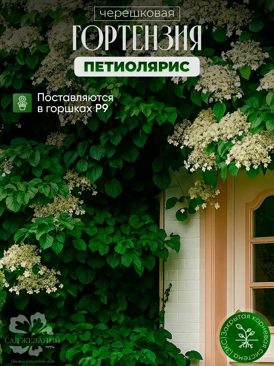 Вьющаяся гортензия Петиолярис двухлетнее растение 1 л