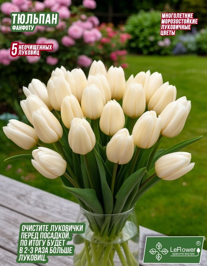 Тюльпан Луковица, Фан фо Ту, 5 шт