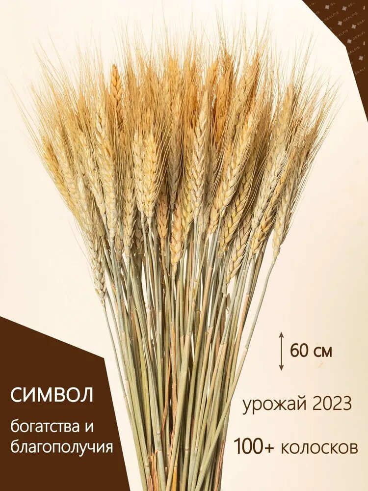 Сухоцветы Пшеница, 60 см, 350 гр