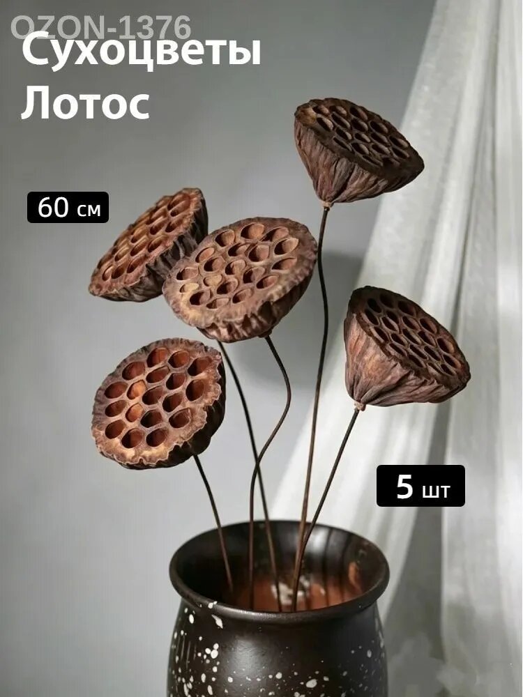 Сухоцветы Лотос, 60 см, 150 гр, 5 шт