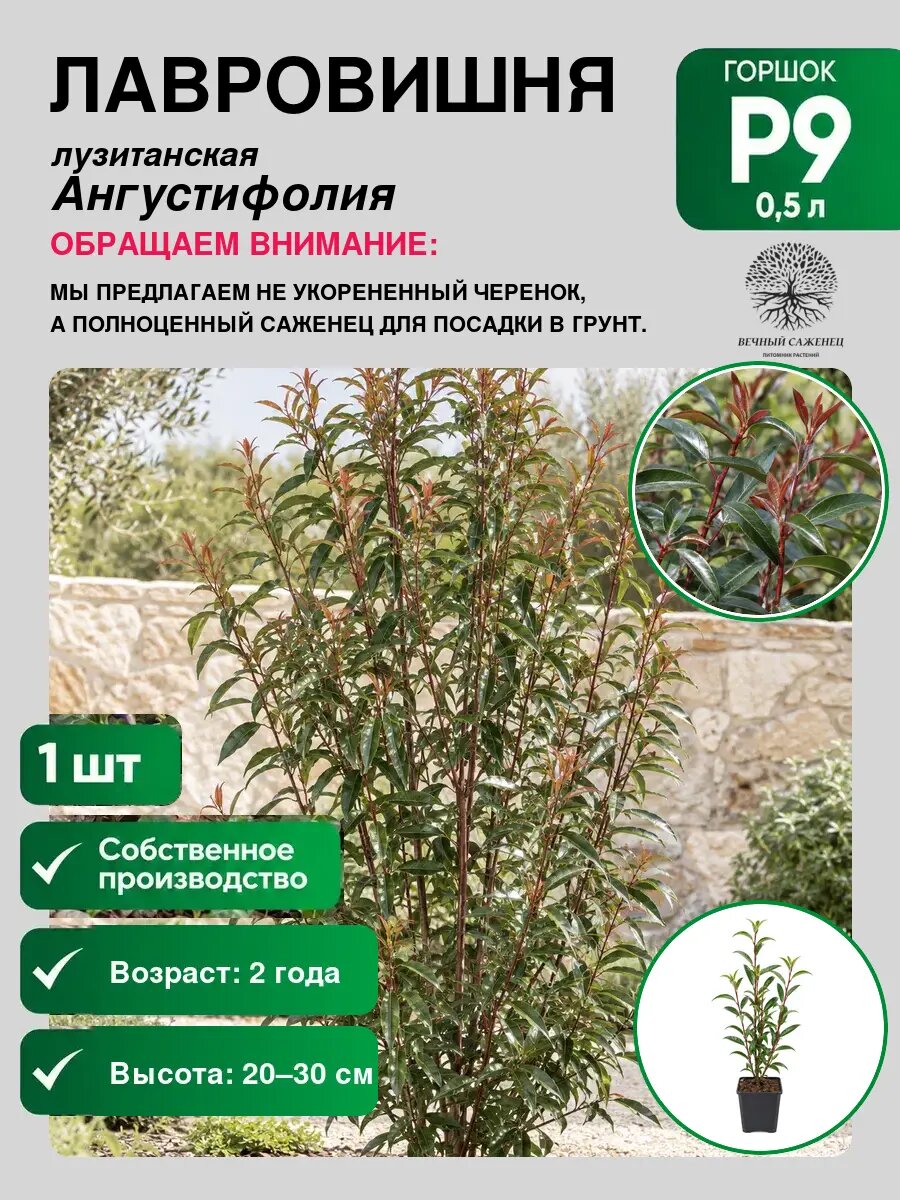Лавровишня лузитанская Ангустифолия, саженец для сада и дачи, декоративное растение для посадки