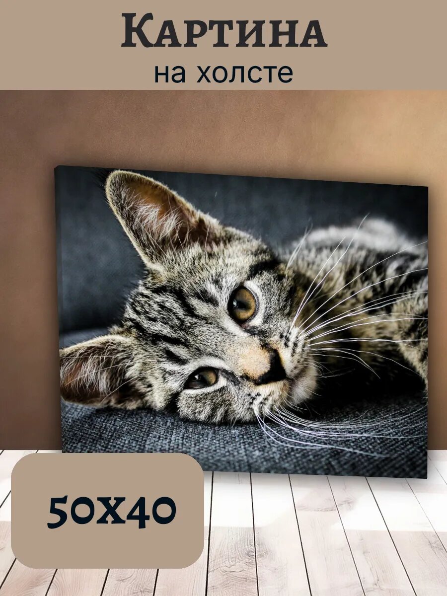 Картина Кот Кошка Cat 40x50 полосатый Табби