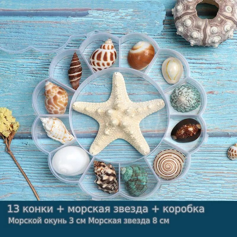 13 натуральных конхов + морская звезда, размер 3 см Морская звезда размер 8 см