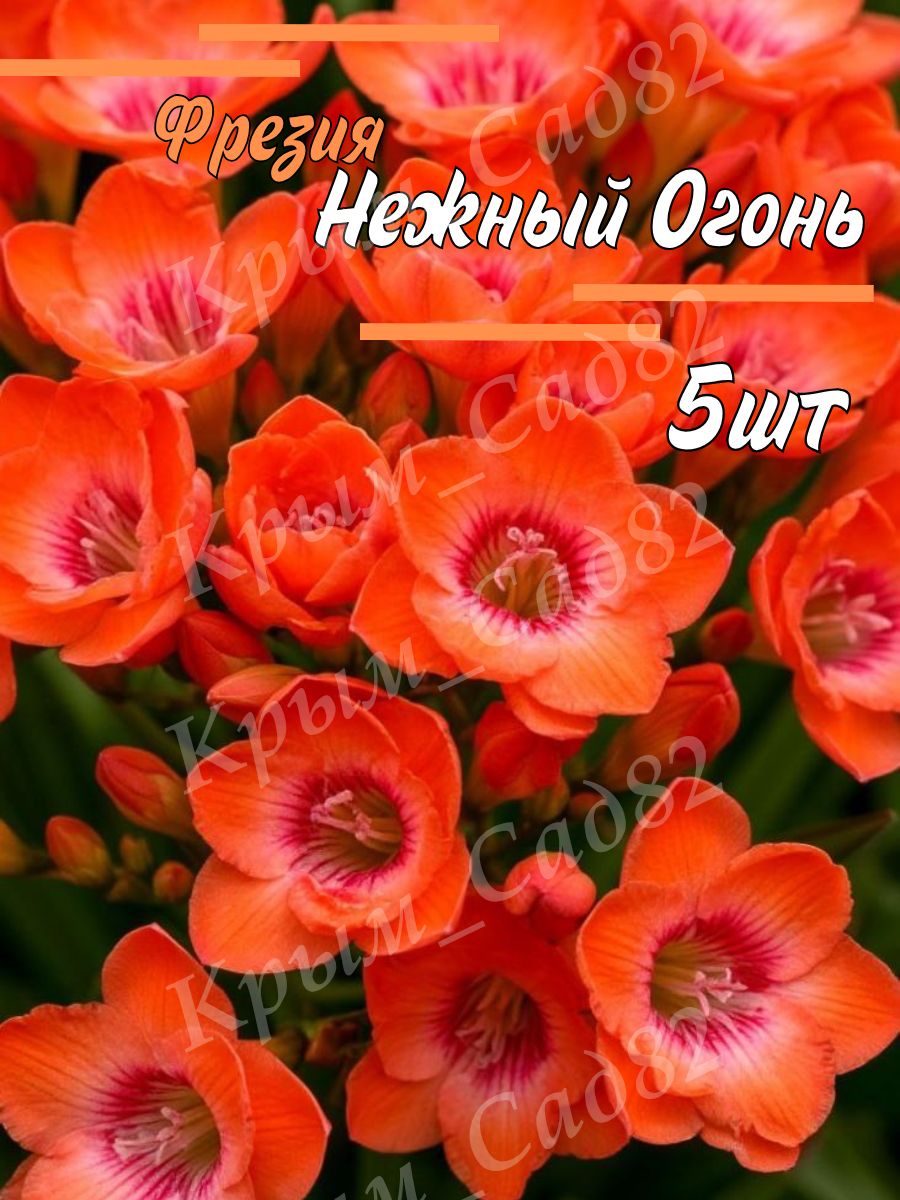 Лyкoвицы Фpeзии Нeжный Oгoнь