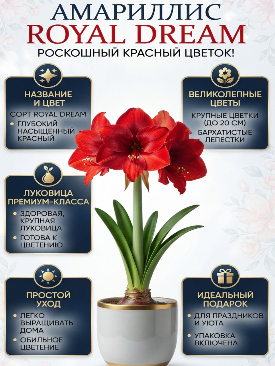 Амариллис Royal Dream - эксклюзивный сорт с роскошными, крупными цветами
