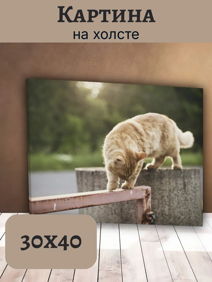 Картина Кот Кошка Cat 30x40 рыжий кот на ржавой балке