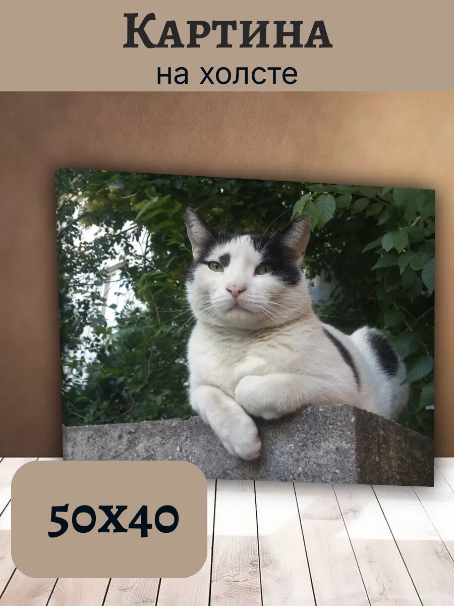 Картина Кот Кошка Cat 40x50 черно-белый кот на стене