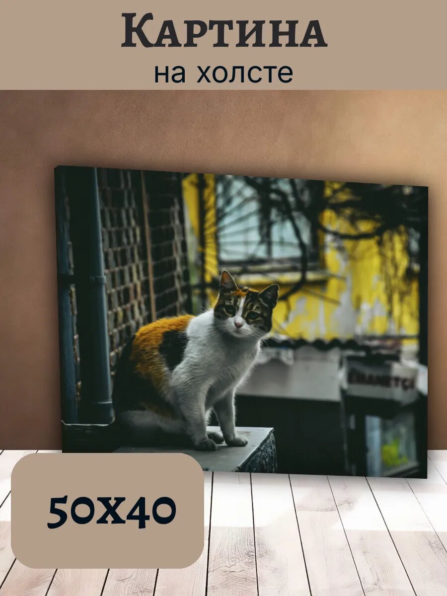 Картина Кот Кошка Cat 40x50 трехцветная на фоне желтой стены