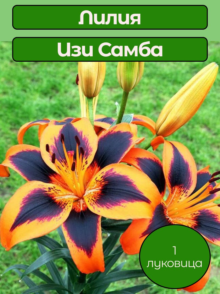 Луковицы Лилии Изи Самба 1 шт
