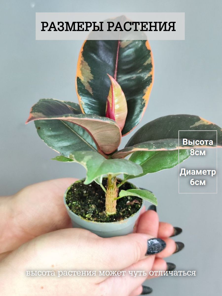 Фикус Эластика Белиз (Ficus Elastica Belize) D6см, живое растение — фото 1