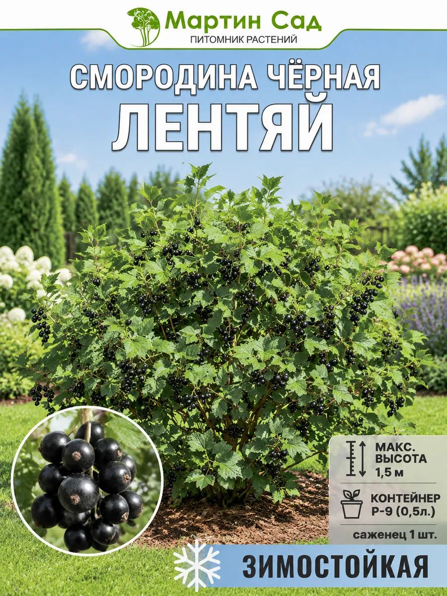 Смородина чёрная Лентяй Р-9