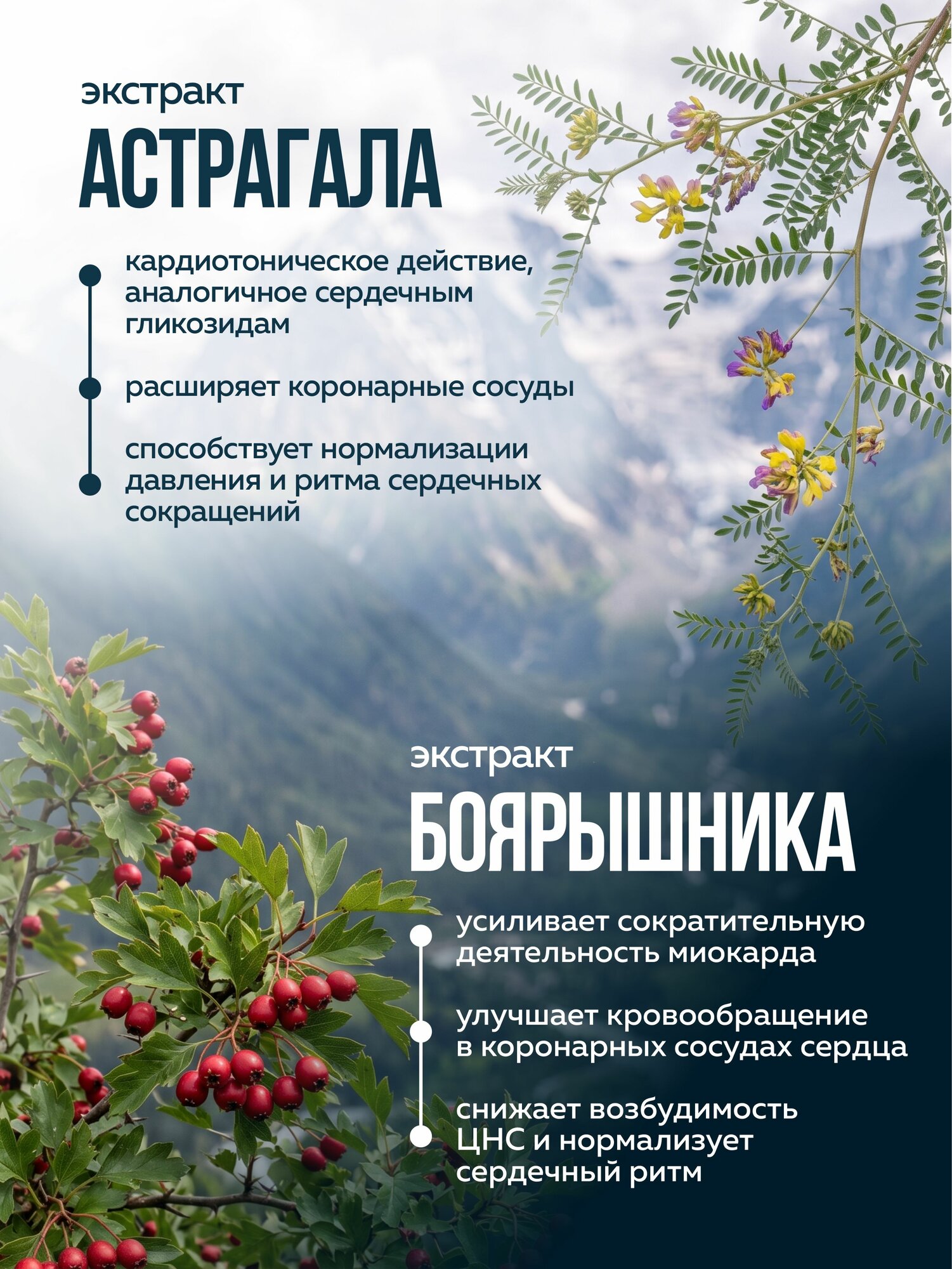 Комплекс для сердца и сосудов натуральный бад с Алтая, 90 капсул — фото 1