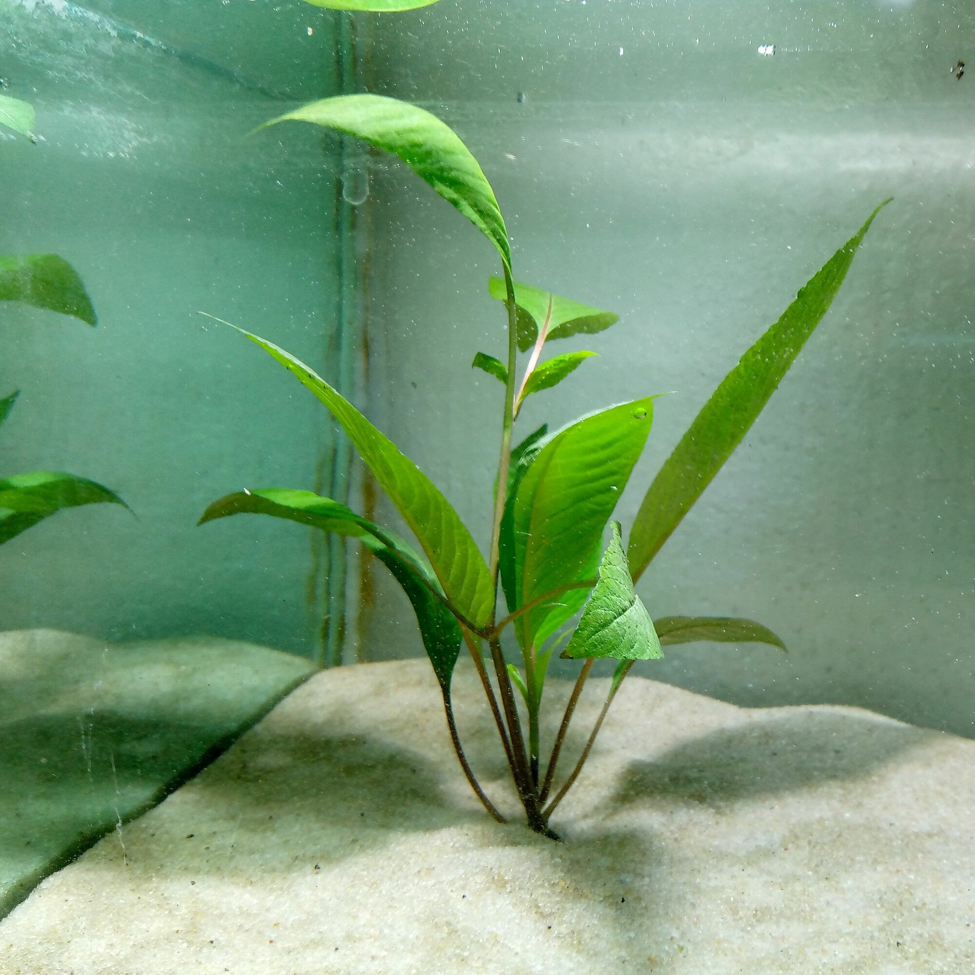 Гигрофила лимонник (Hygrophila corymbosa)