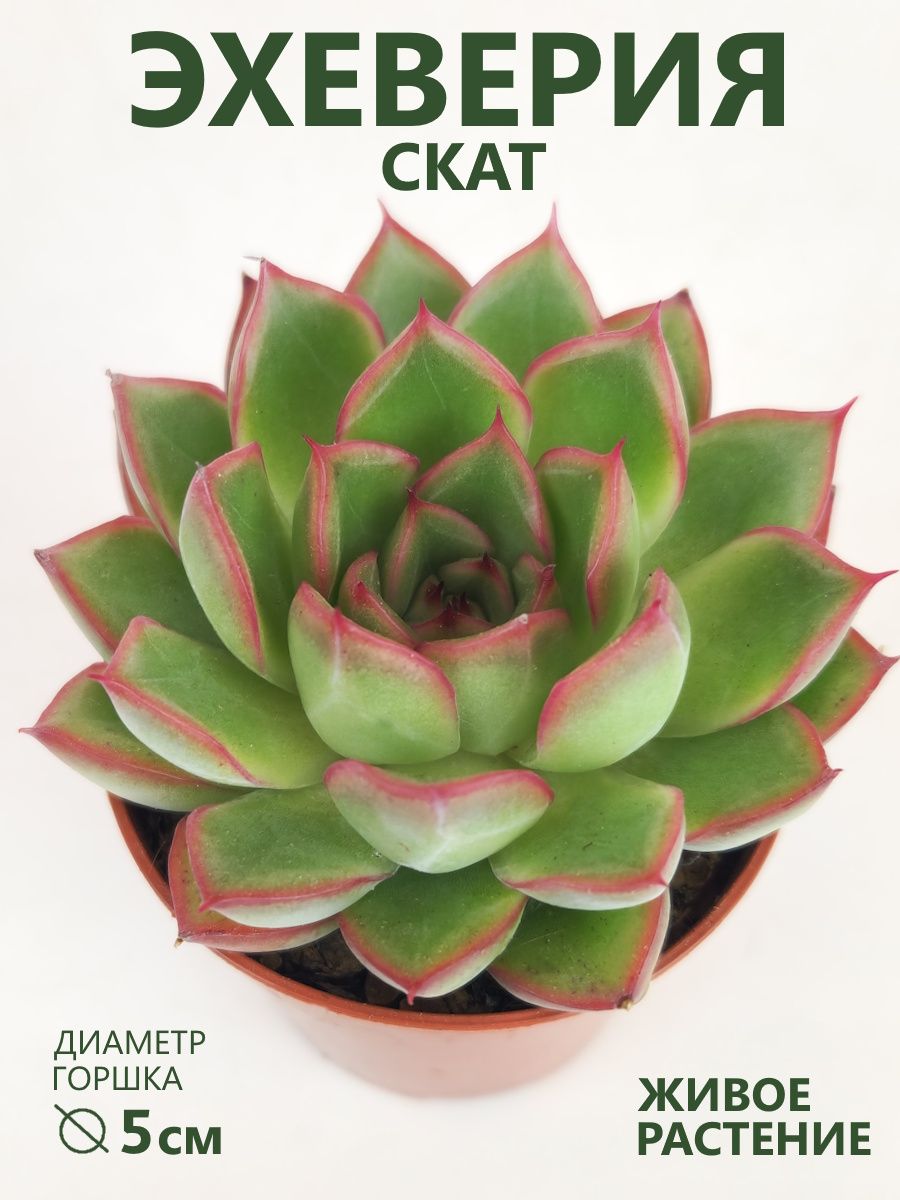 Эхеверия Скат (Echeveria Skat) суккулент живой, D-5 см