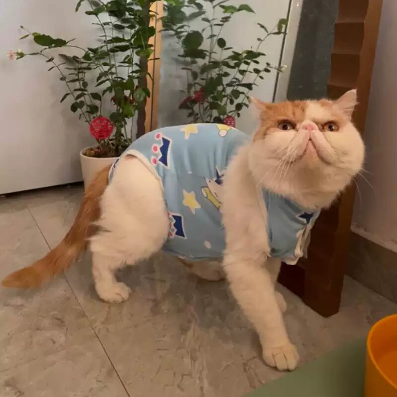 Кошачья подгузник для средних кошек - синяя корона, размер L (до 9 фунтов) с защитой от спаривания