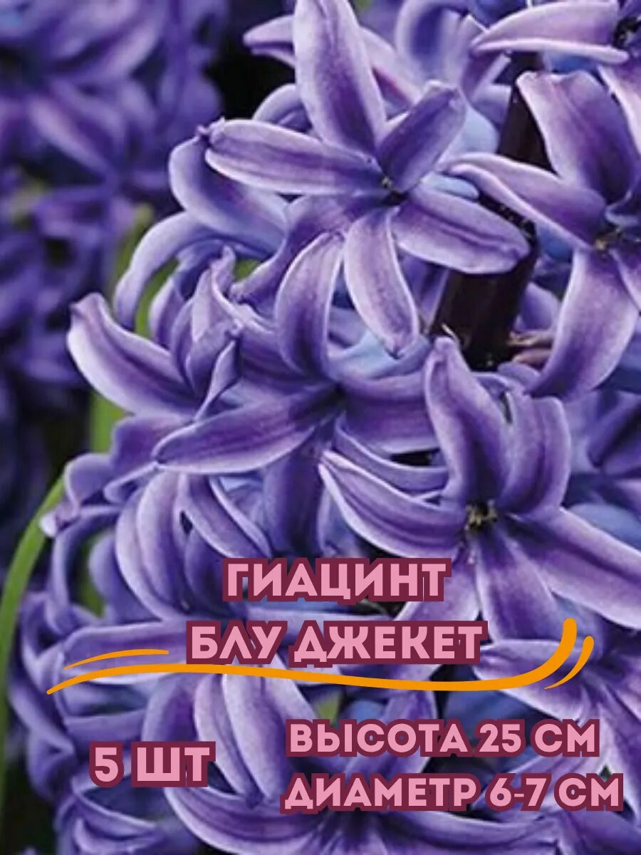 Луковицы гиацинта посадка осенью