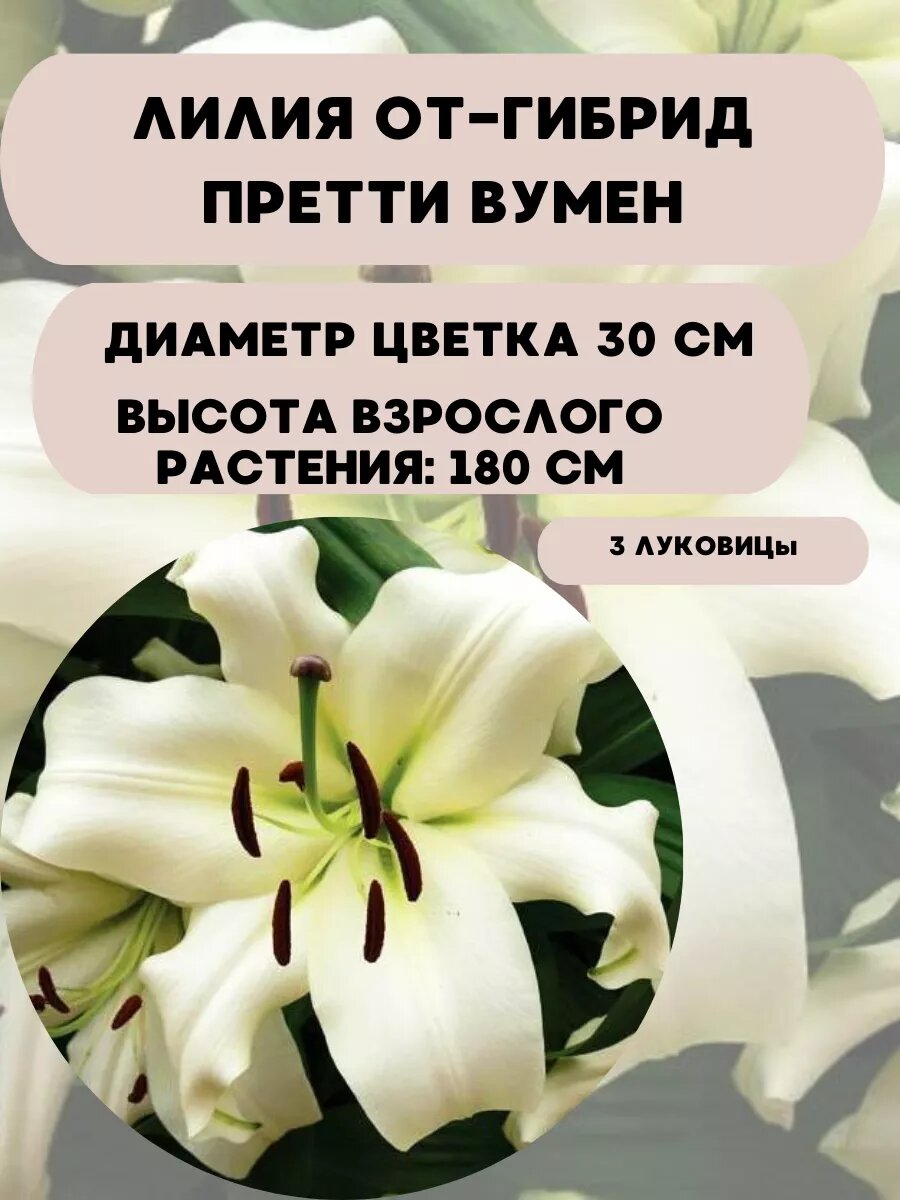 Лилия махровая; Лилия гибрид