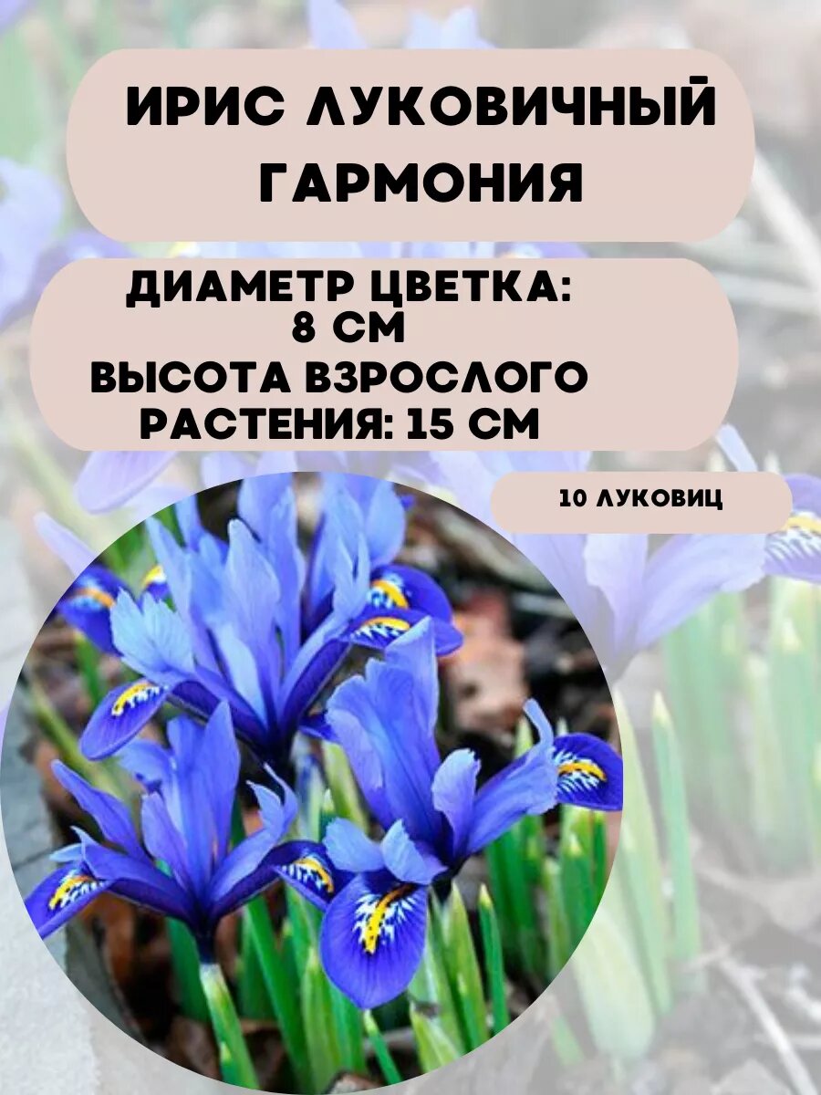 Ирис луковичный/Ирис цветок