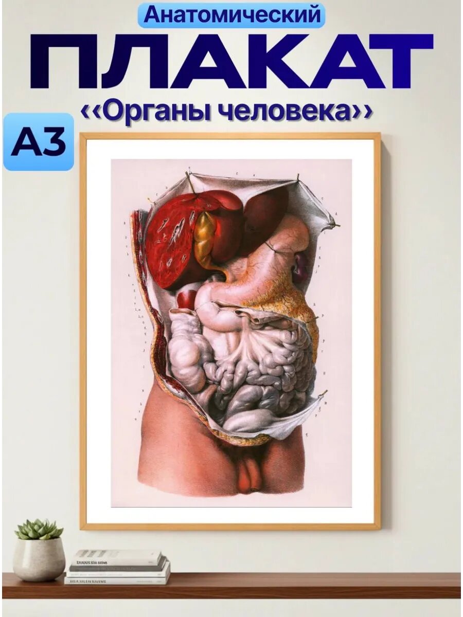 Постер медицинский, печень, органы человека, А3 анатомия, хирургия,