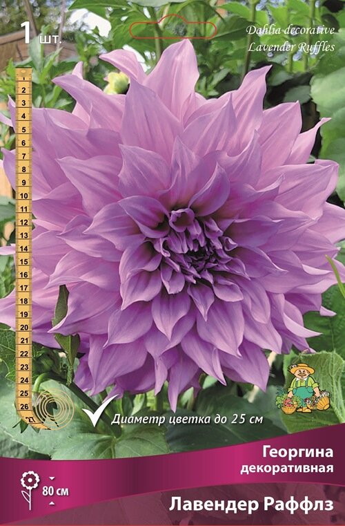 Луковицы Георгины Лавендер Раффлз 1 шт