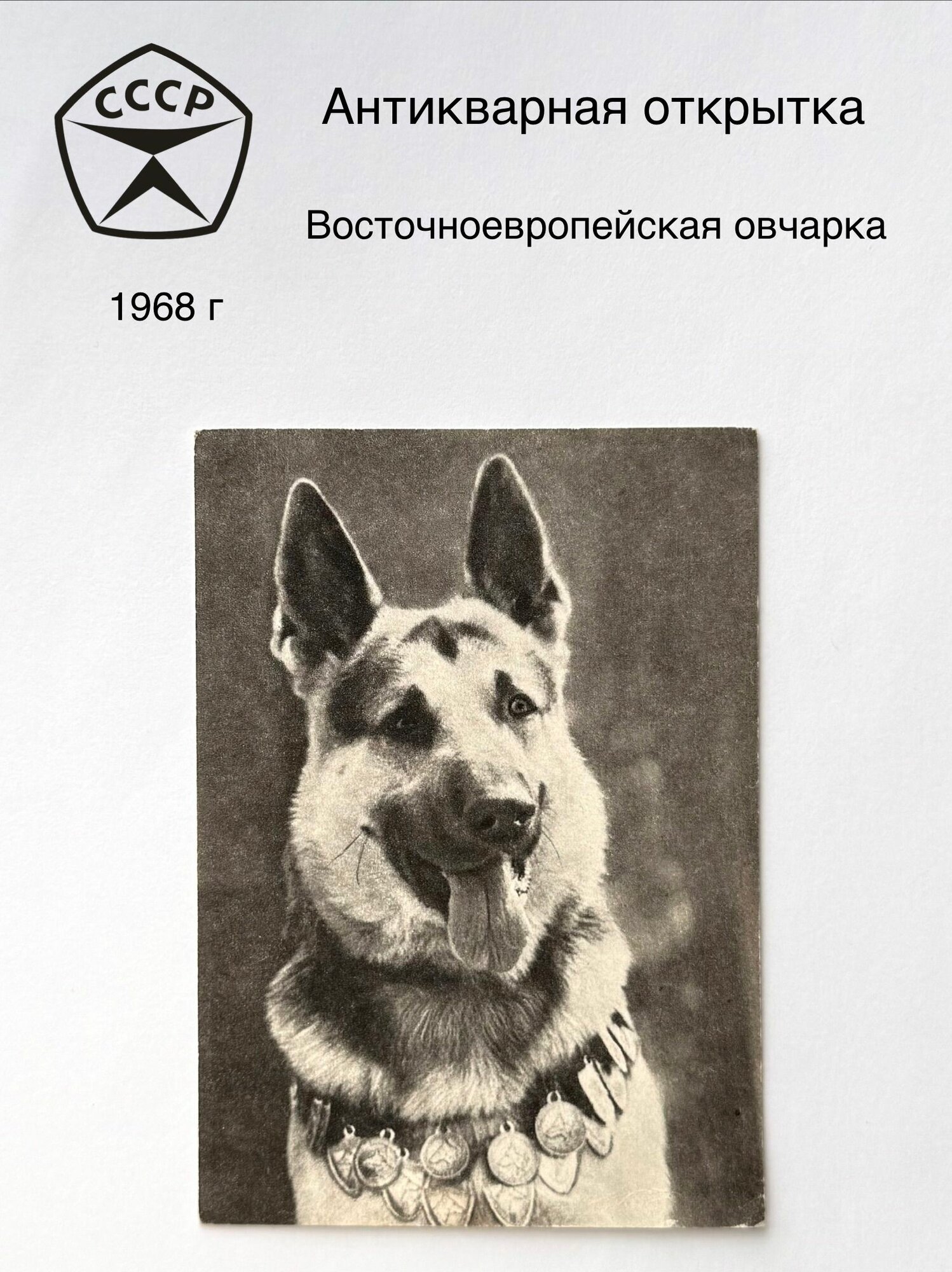 Антикварная почтовая открытка Восточноевропейская овчарка серии породы собак, СССР, 1968 г