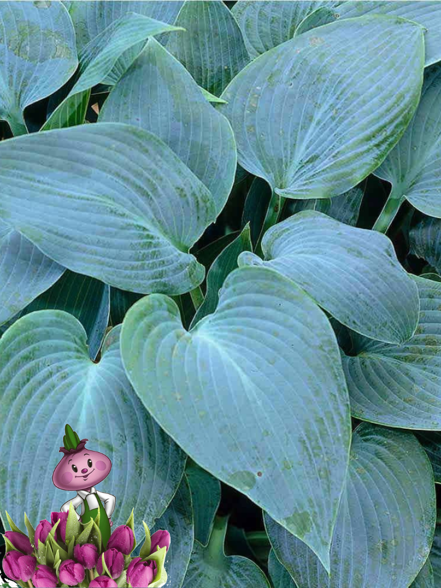 Клубни цветов, chipollino flowers, Хоста CANADIAN BLUE ( 1 штука )