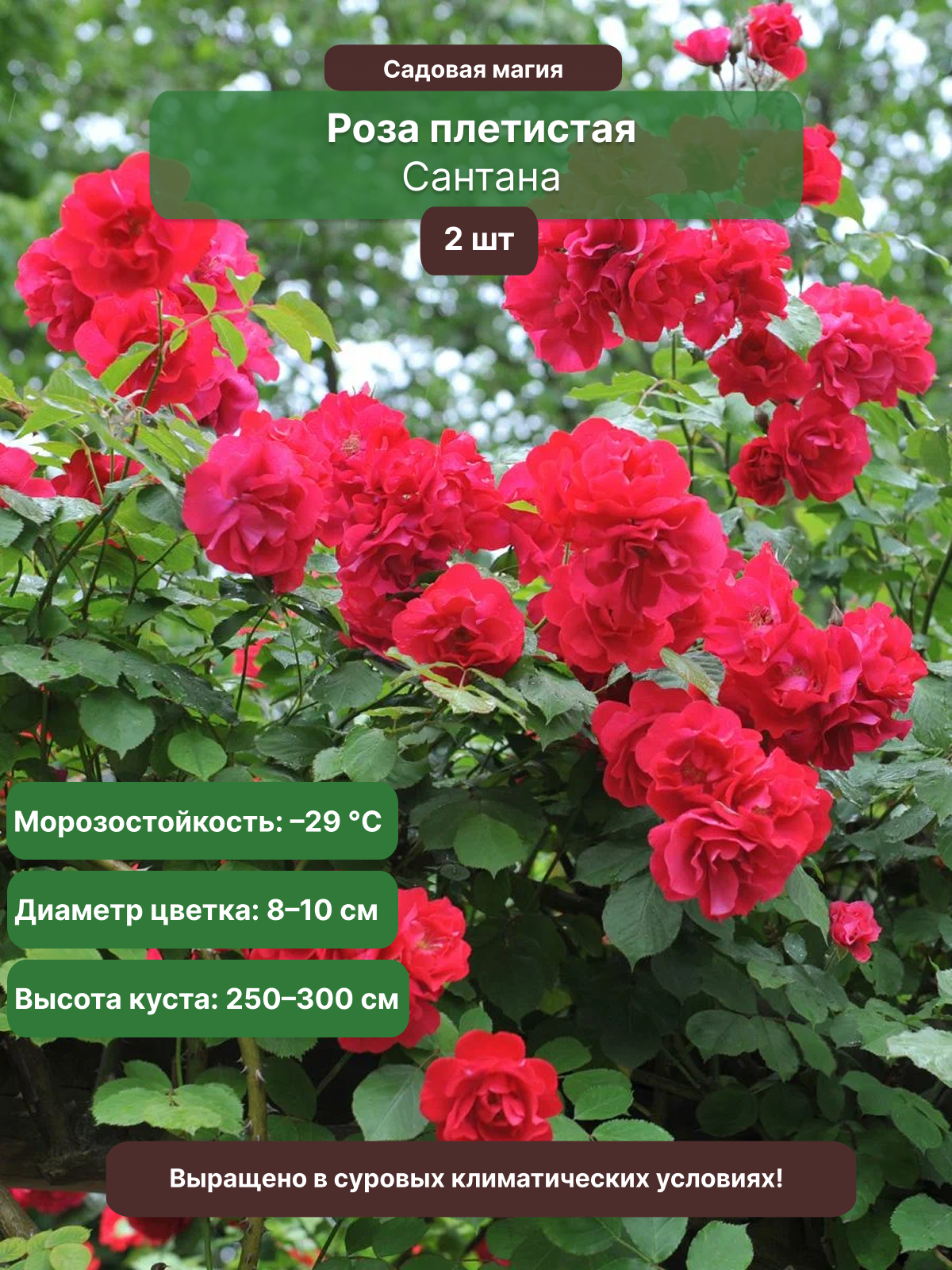 Роза плетистая Сантана / 2 шт, непрерывноцветущая, многолетняя, красная