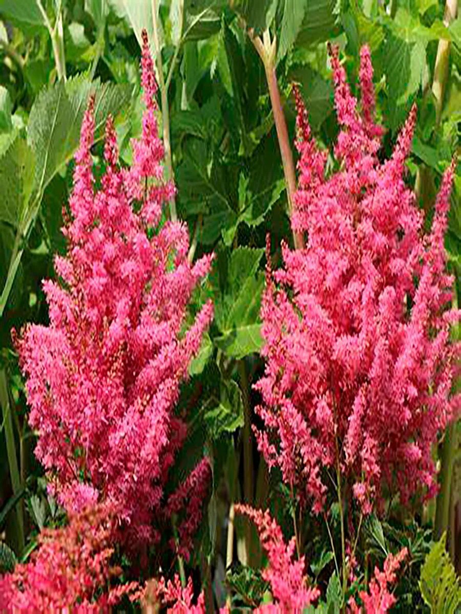 Астильба гибридная Younique Cerise