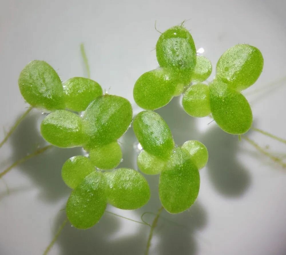 Ряска (Lemna)