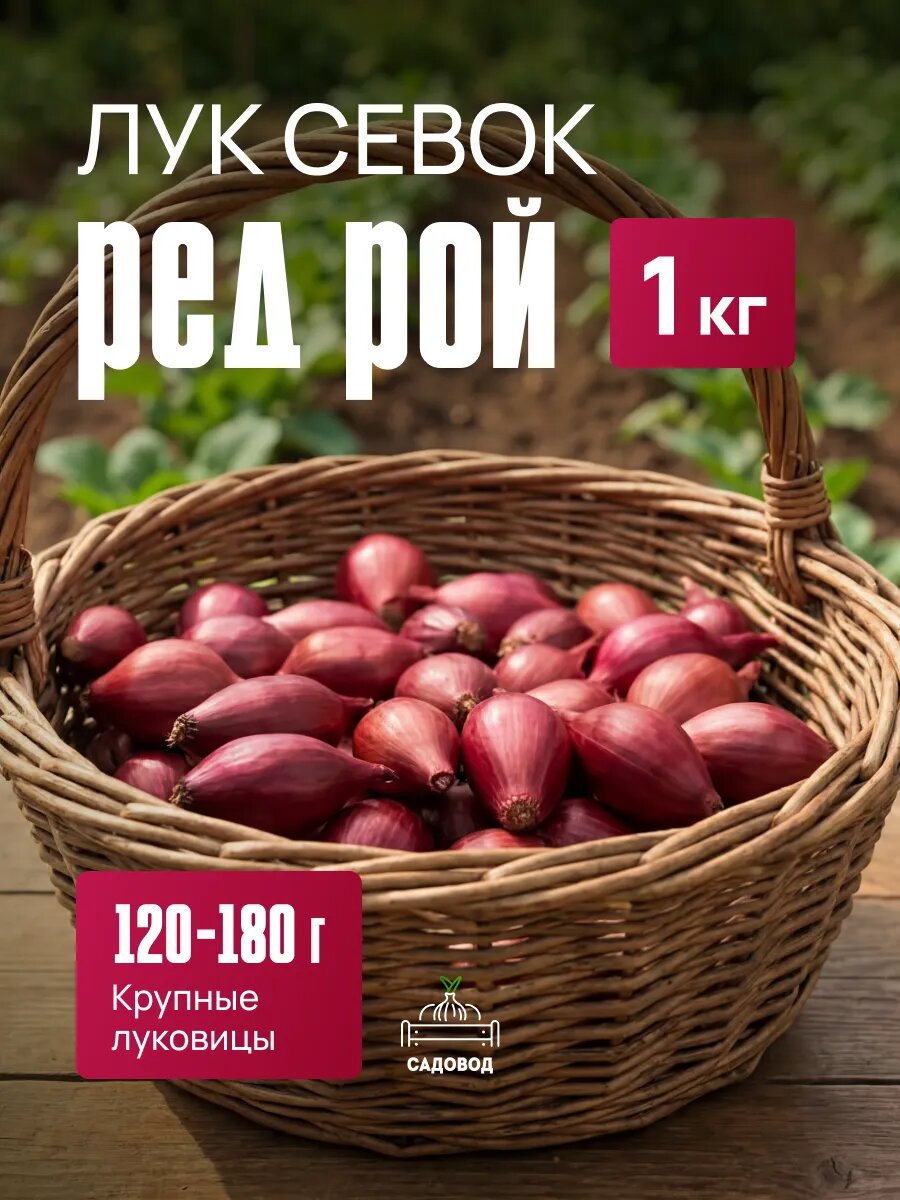 Лук севок Ред Рой 1 кг на посадку весной