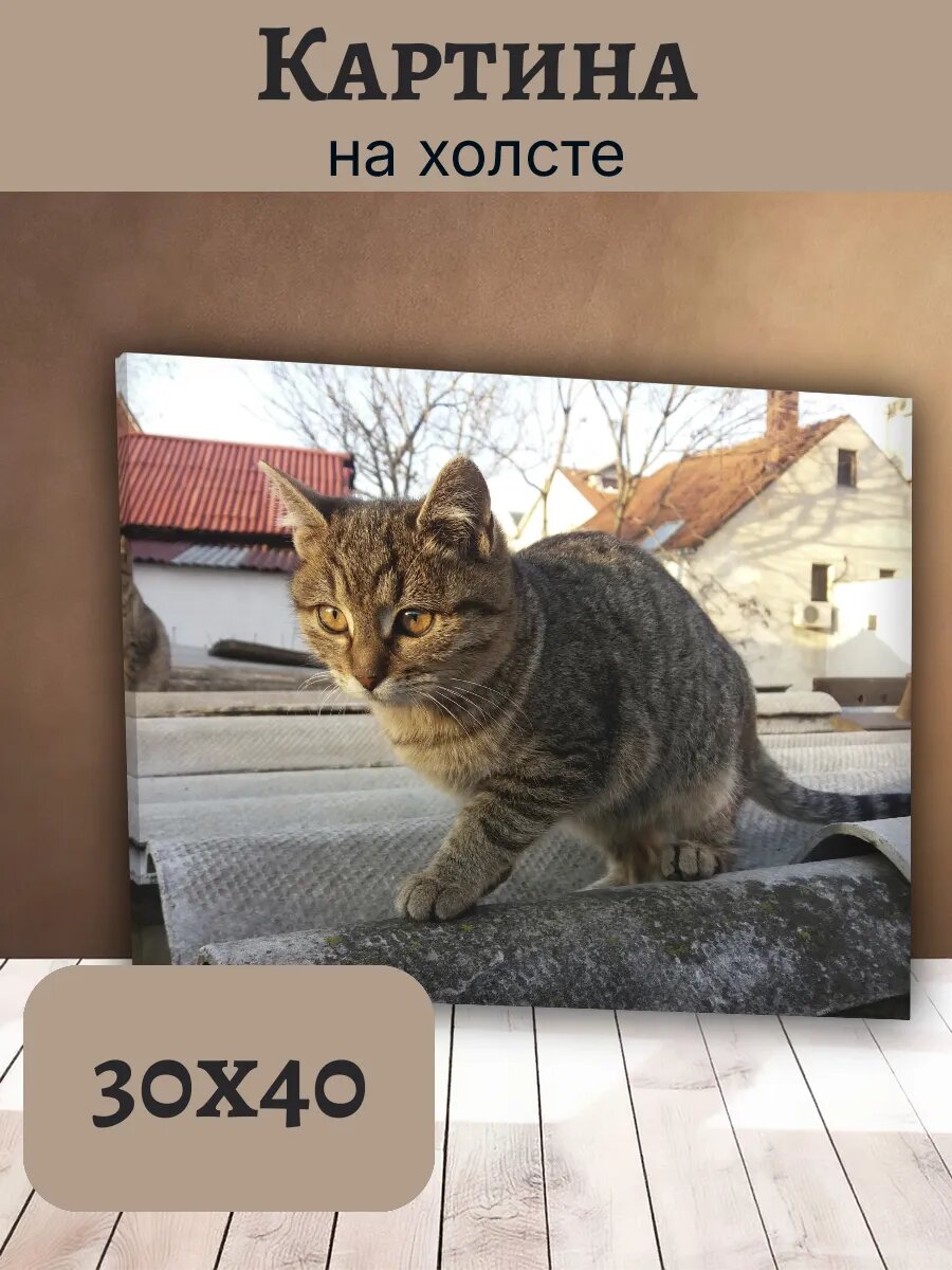 Картина Кот Кошка Cat 30x40 серая полосатая на крыше