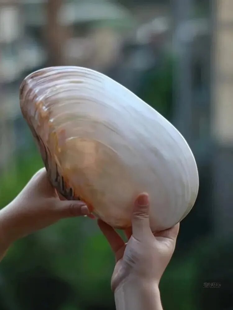 Ракушка морская, натуральная Макабебе 25 27 см