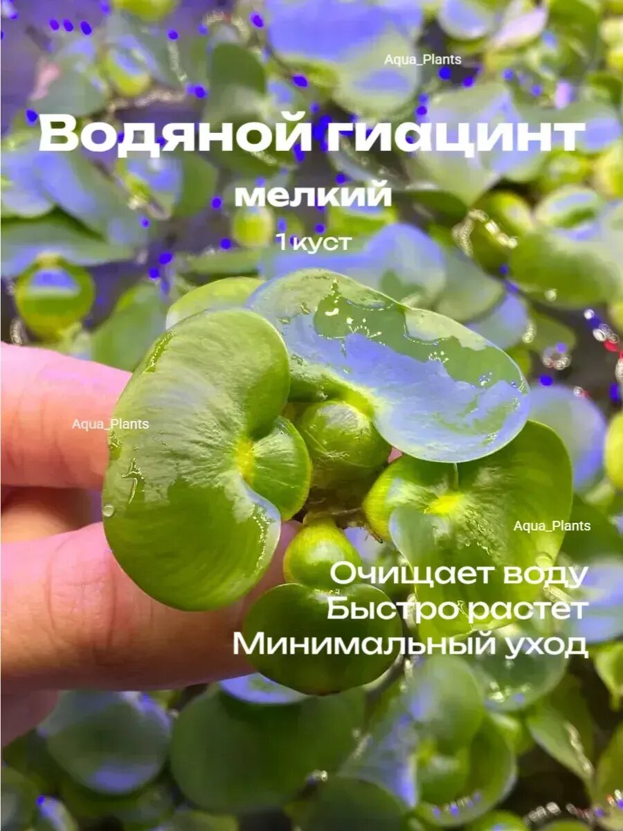 Водный гиацинт Эйхорния для пруда и аквариума 1 куст