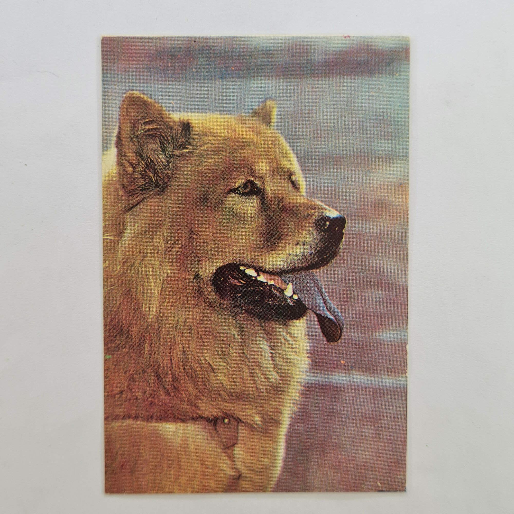 Карманный календарик СССР 1991. Чау чау, собака, общество любителей природы. Советский календарь