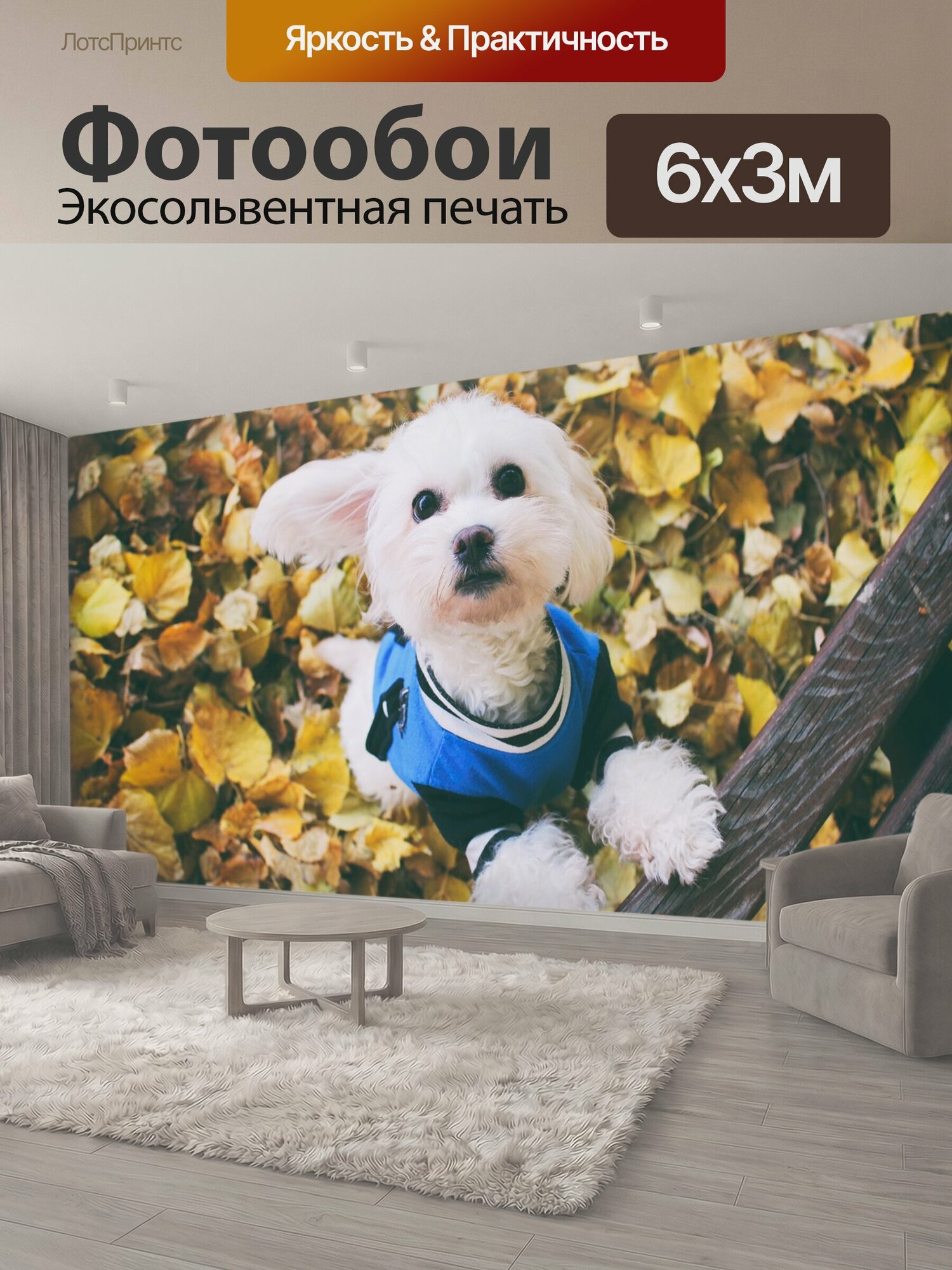 Фотообои "Собака, осень, мальтезе собаки" 600x300 см. экосольвентная печать