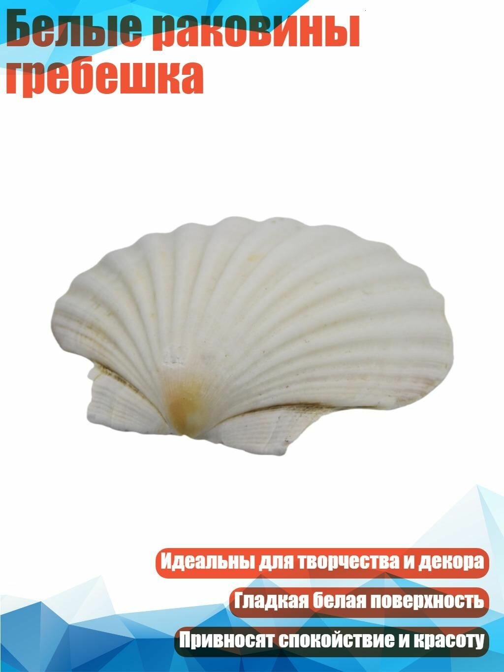 Белые раковины гребешка, - L
