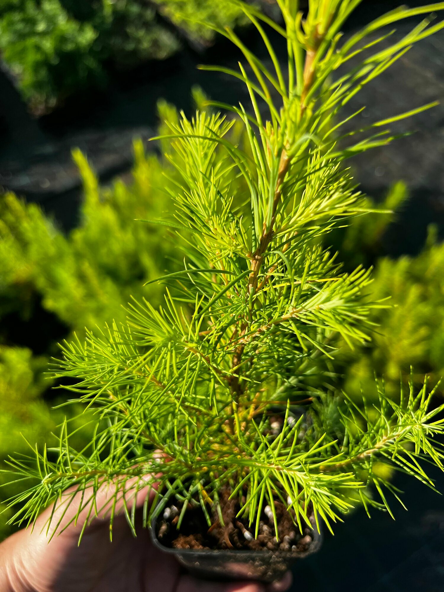Лиственница сибирская, Р9, 15-20 см