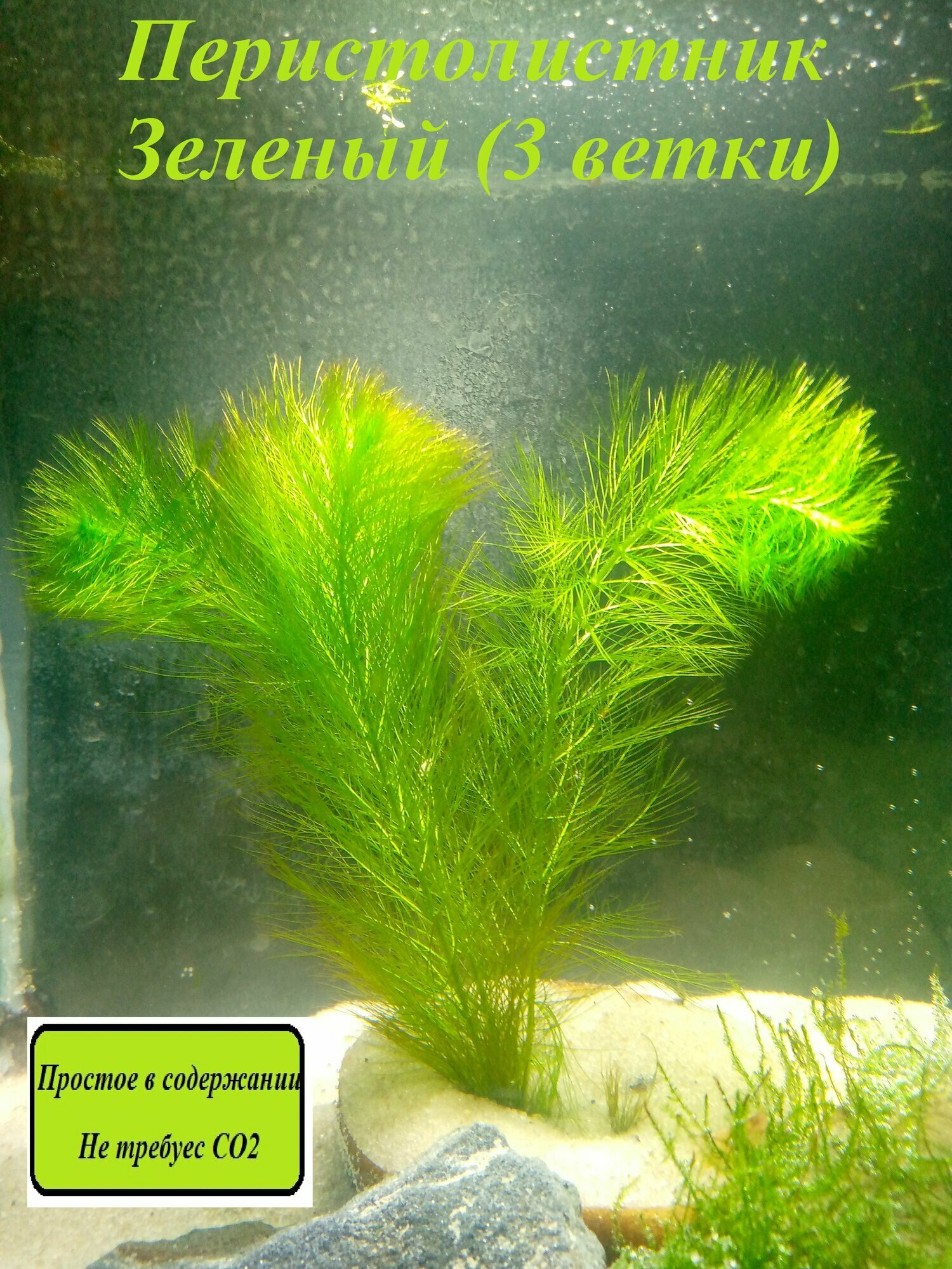 Перистолистник зеленый (3 ветки) (Myriophyllum matogrossense Green) Аквариумное растение