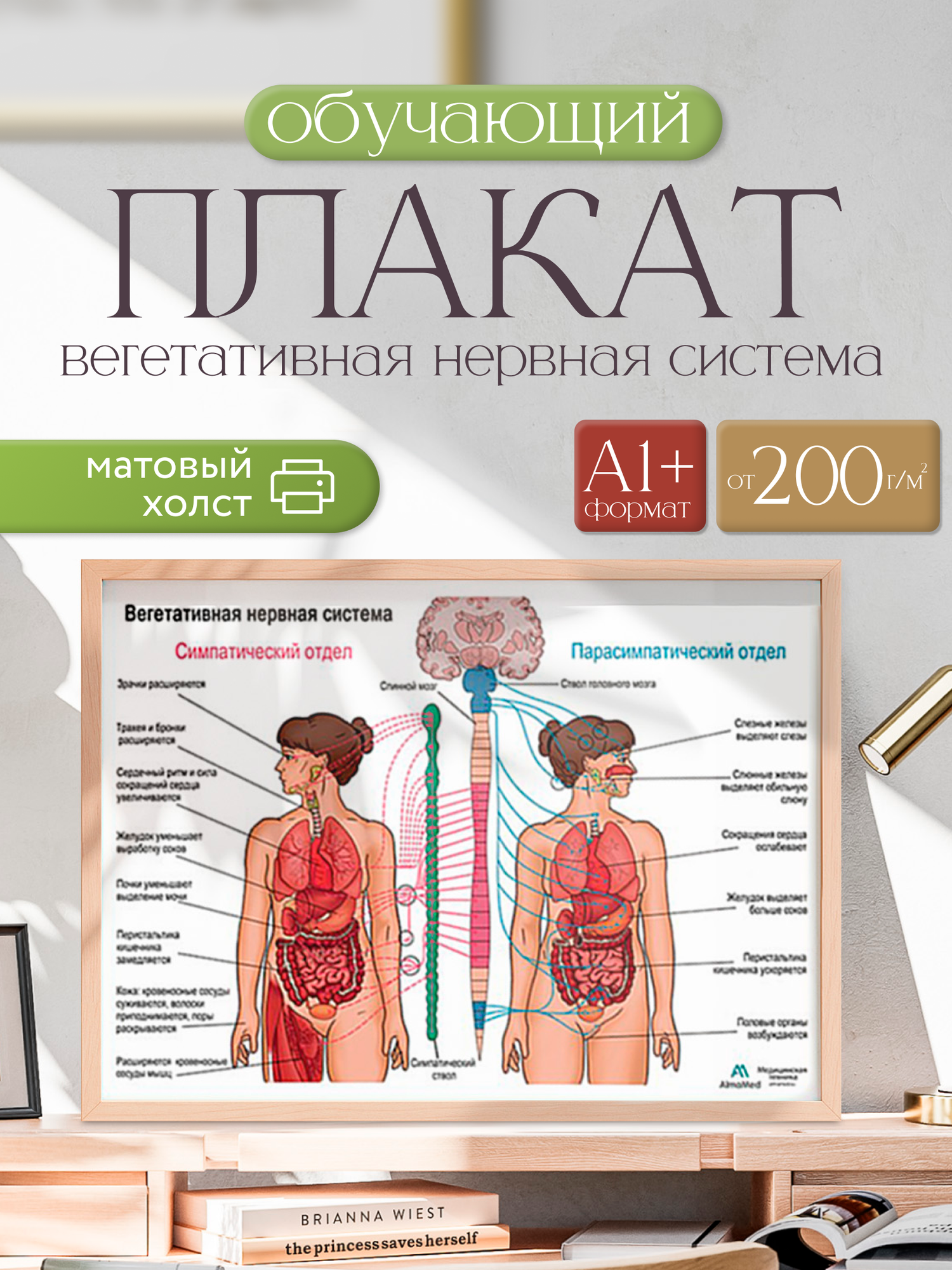 Вегетативная Нервная Система, плакат А1+ матовый холст от 200 г/кв. м