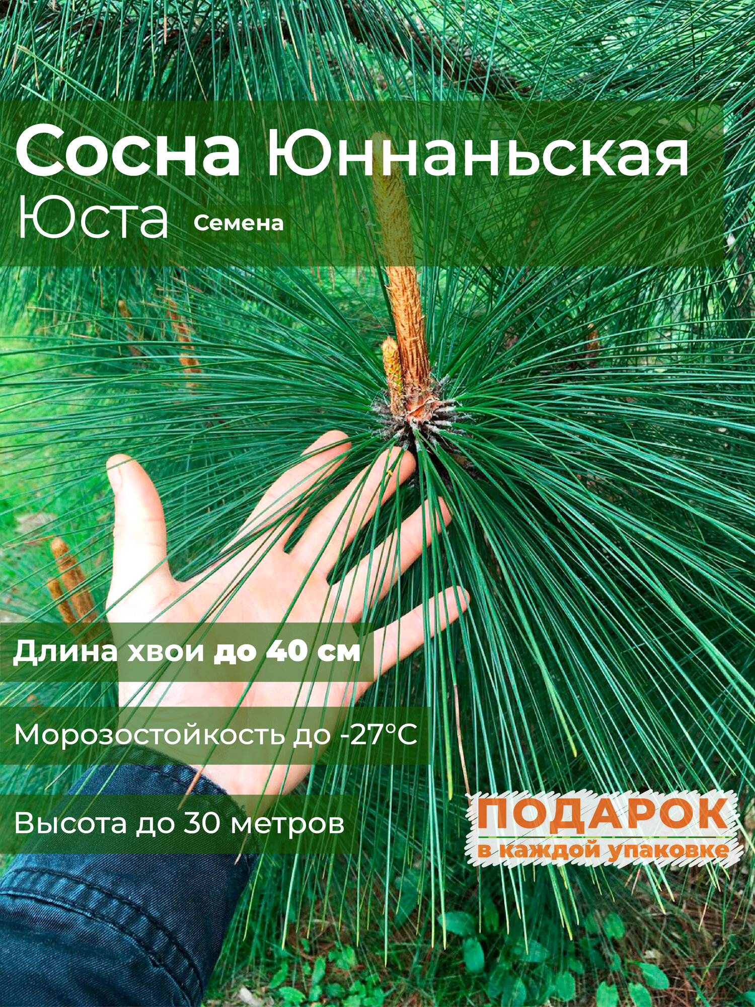 Сосна Юннаньская Юста, Семена, 20 шт, семена хвойных деревьев