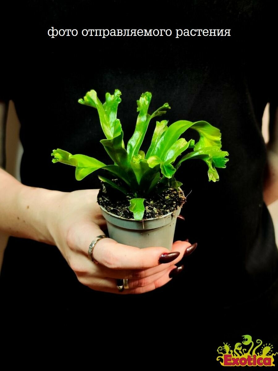 Асплениум Лесли (Asplenium Antiquum Leslie) D6см, живой цветок — фото 1