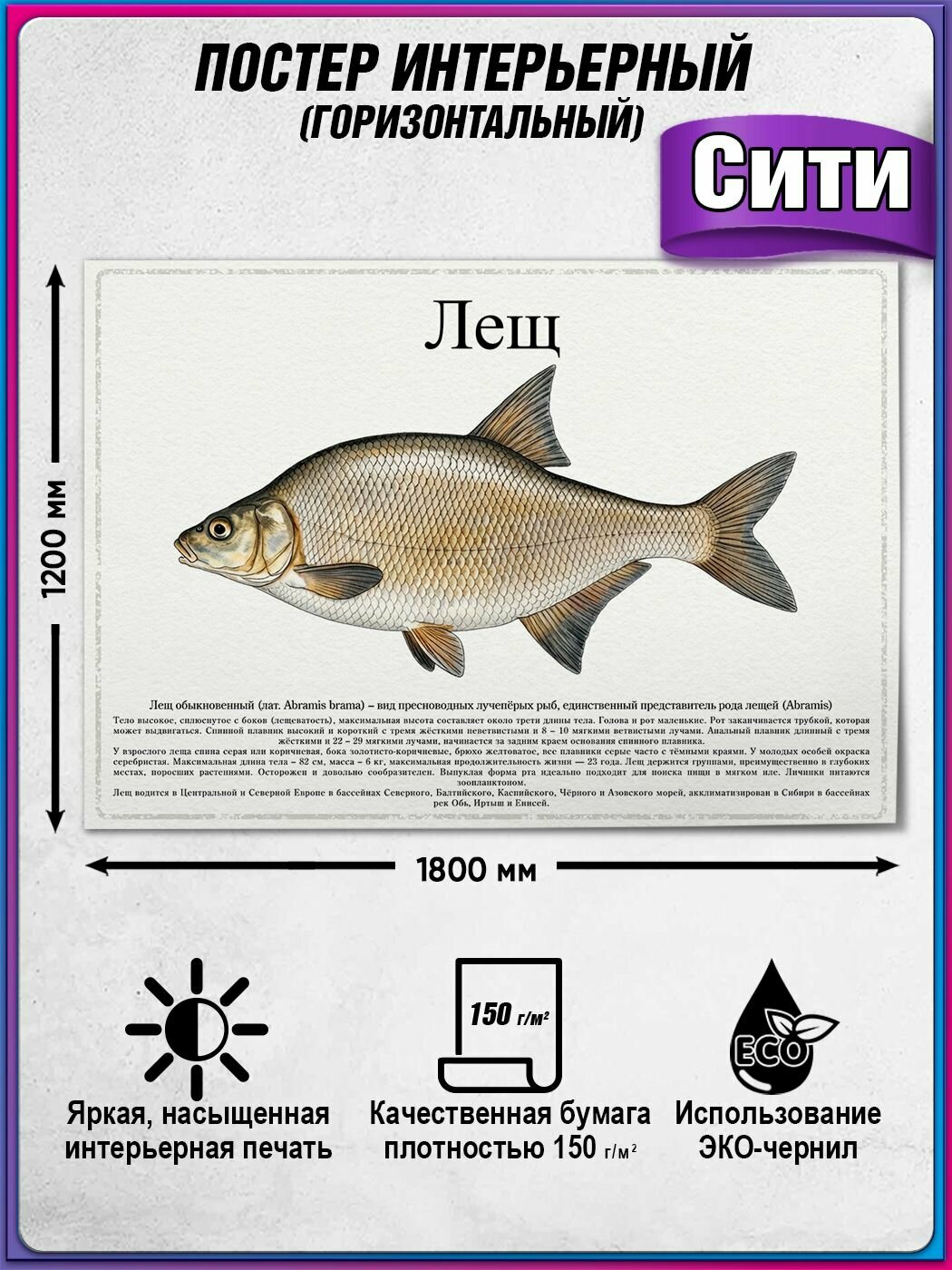 Постер интерьерный "Лещ", плакат, подарок на День рыбака / Сити-формат (180x120 см.)