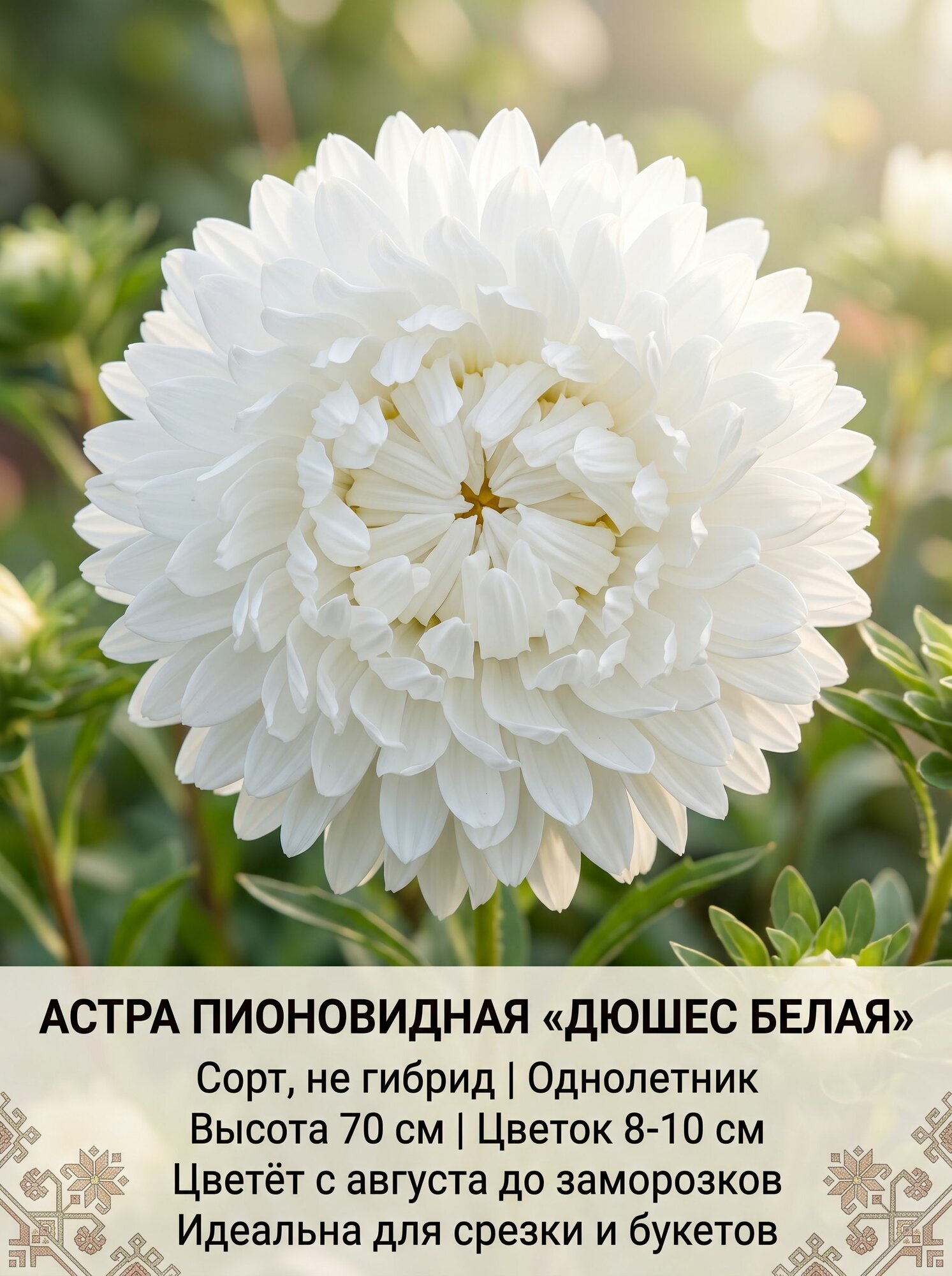 Семена Астра Дюшес Белая (0,2 г) пионовидная, белоснежная, 70 см, для клумб и срезки, однолетник
